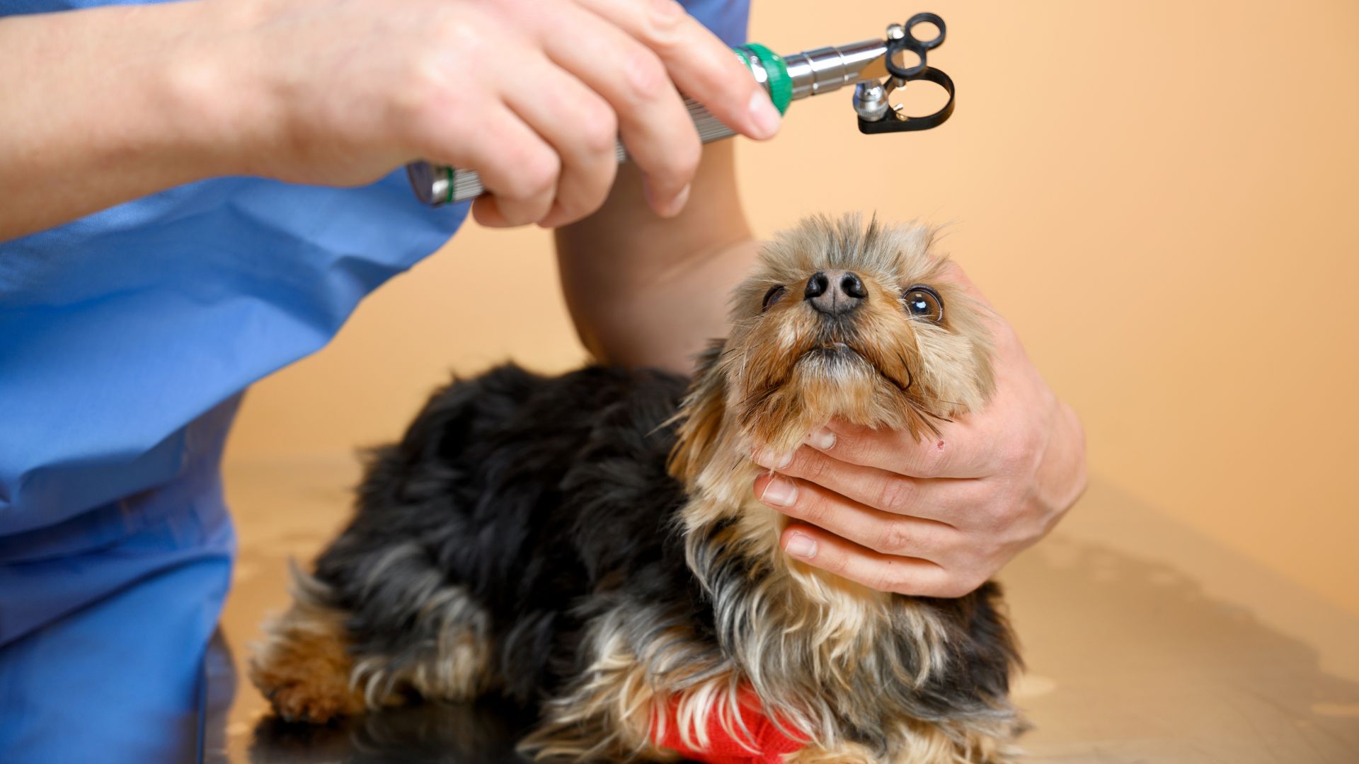 Pet Ophthalmology In Edwards, CO 81632 | EagleVet