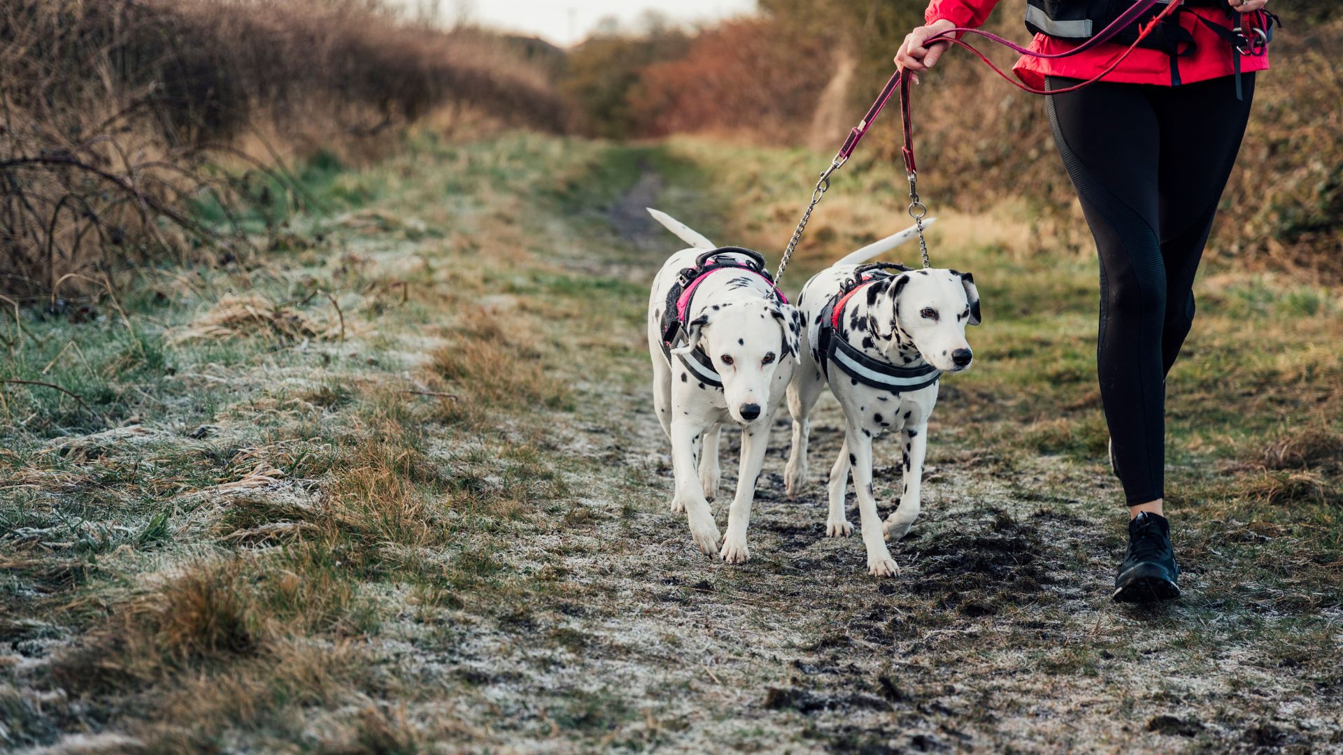 Payment Options For Veterinary Care | EagleVet