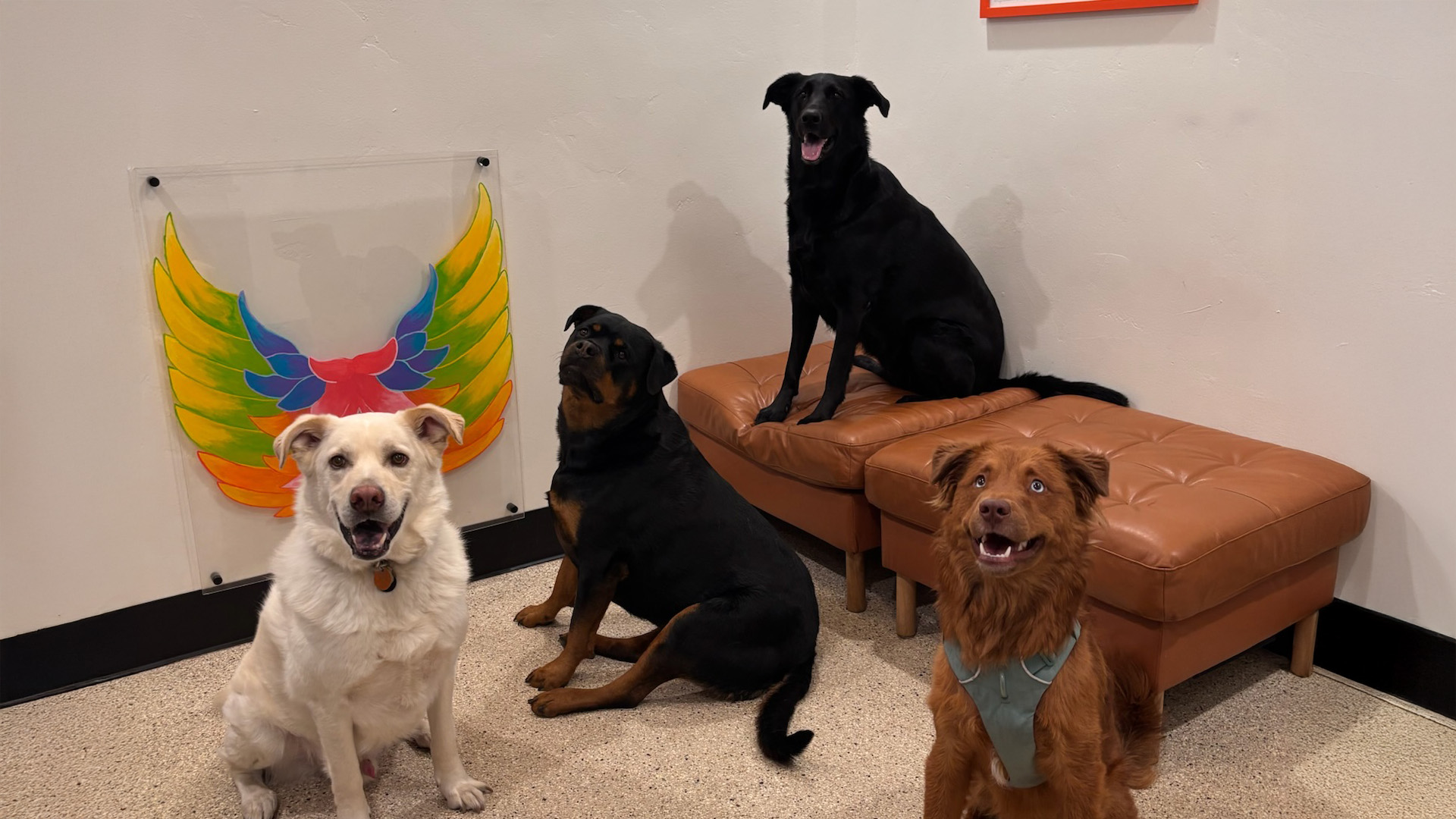 Veterinarian In Edwards, CO 81632 | EagleVet